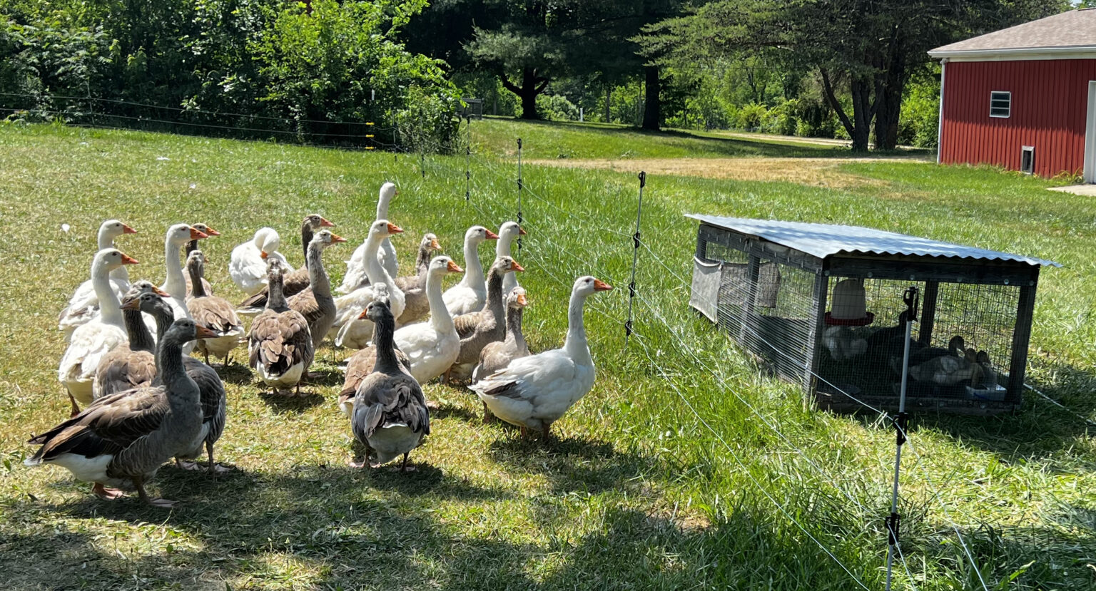 Maintaining Your Pastures for Poultry - Backyard Poultry